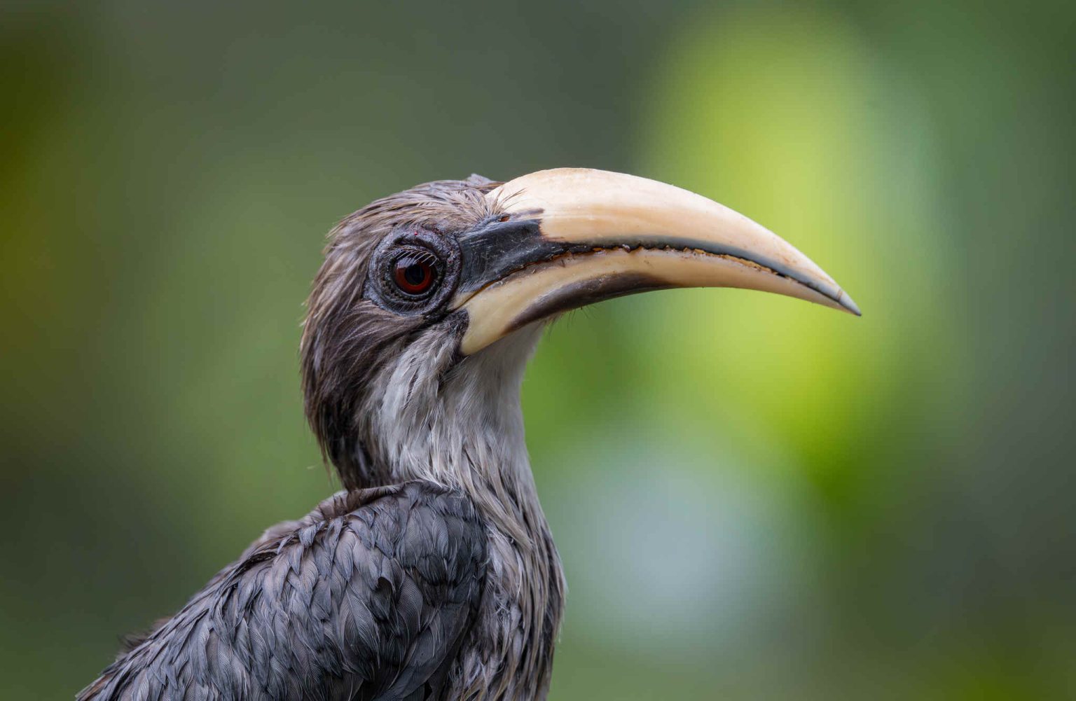 Species Spotlight: Sri Lanka Grey Hornbill - 10,000 Birds