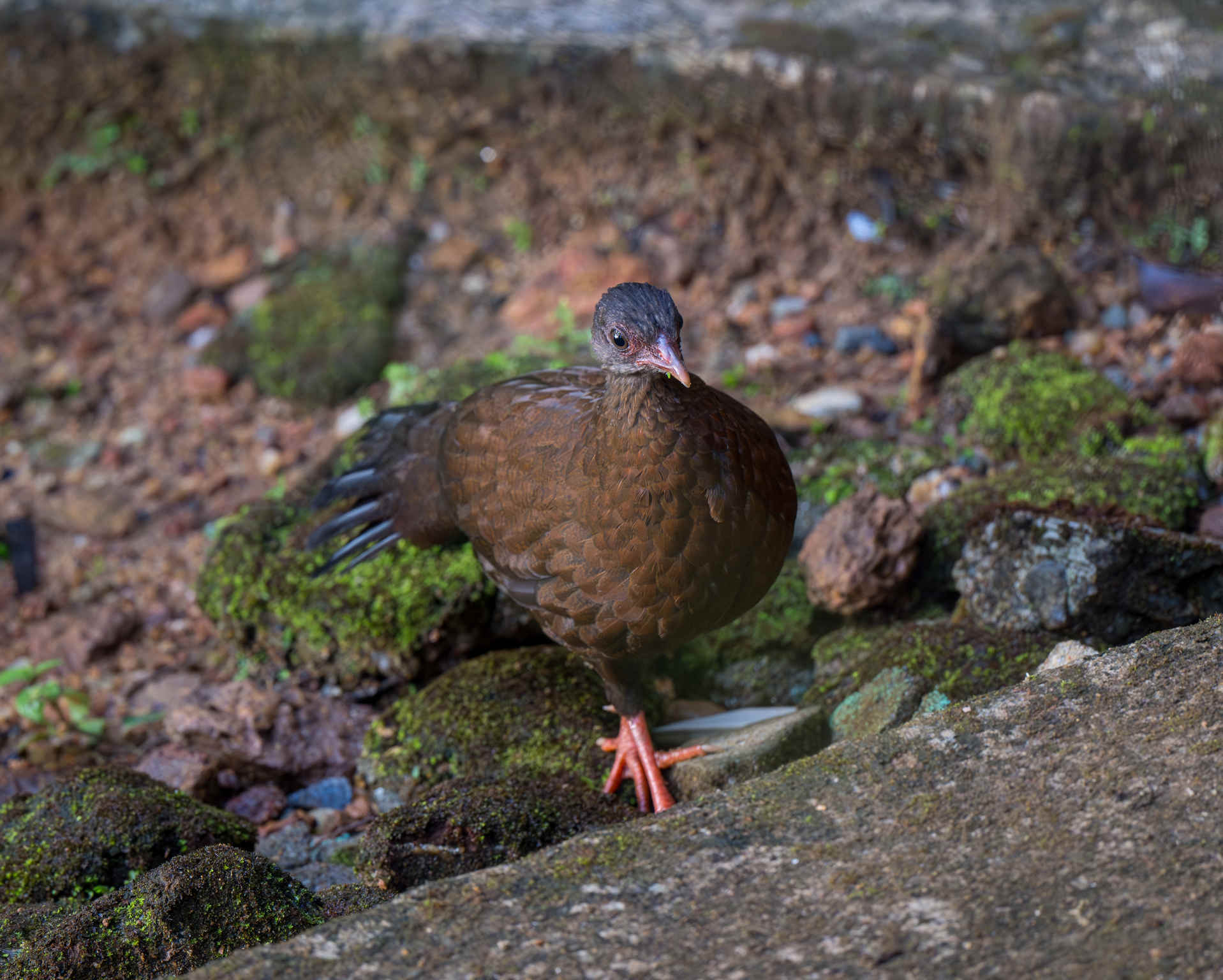 Species Spotlight: Sri Lanka Spurfowl - 10,000 Birds