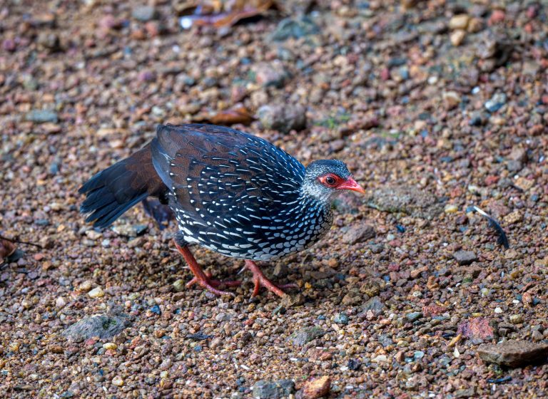 Species Spotlight: Sri Lanka Spurfowl - 10,000 Birds