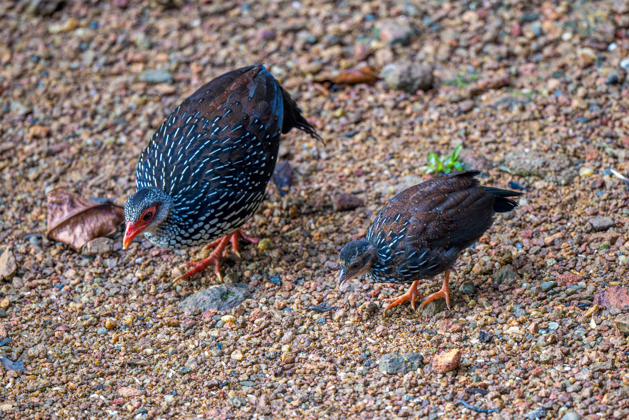 Species Spotlight: Sri Lanka Spurfowl - 10,000 Birds