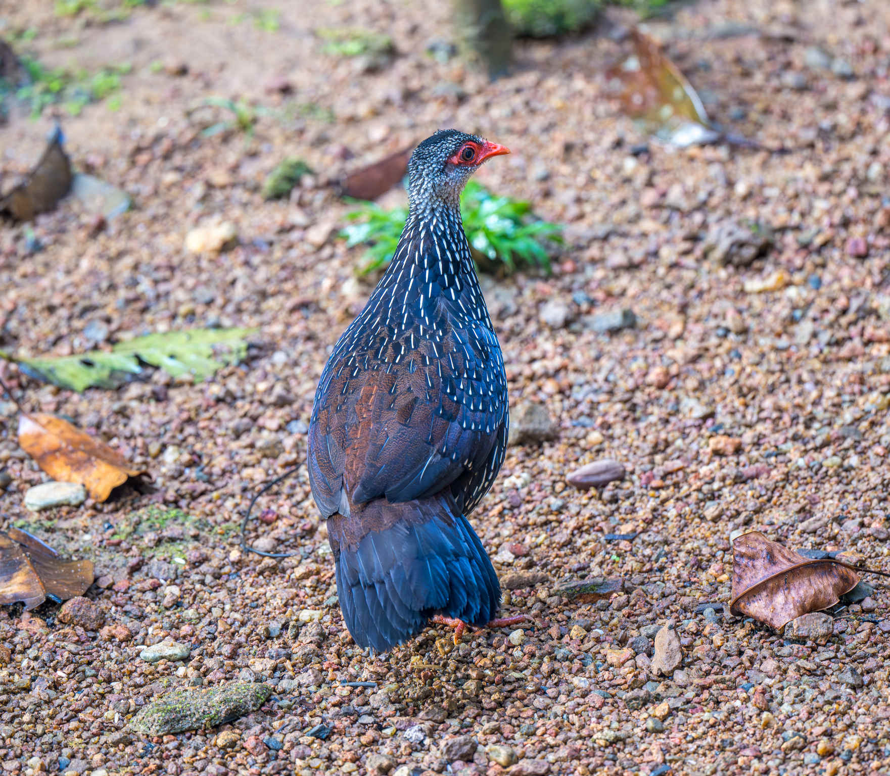 Species Spotlight: Sri Lanka Spurfowl - 10,000 Birds