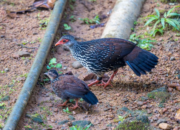Species Spotlight: Sri Lanka Spurfowl - 10,000 Birds