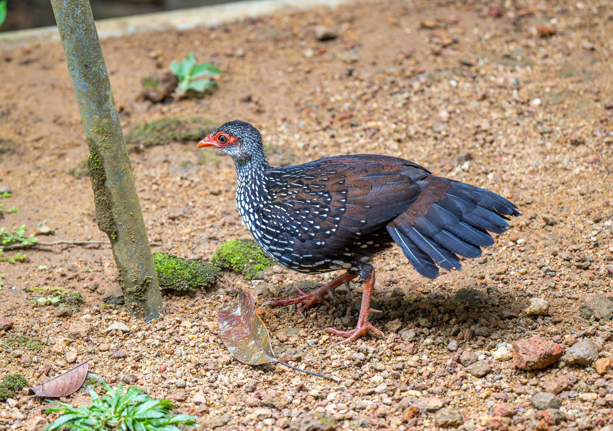 Species Spotlight: Sri Lanka Spurfowl - 10,000 Birds