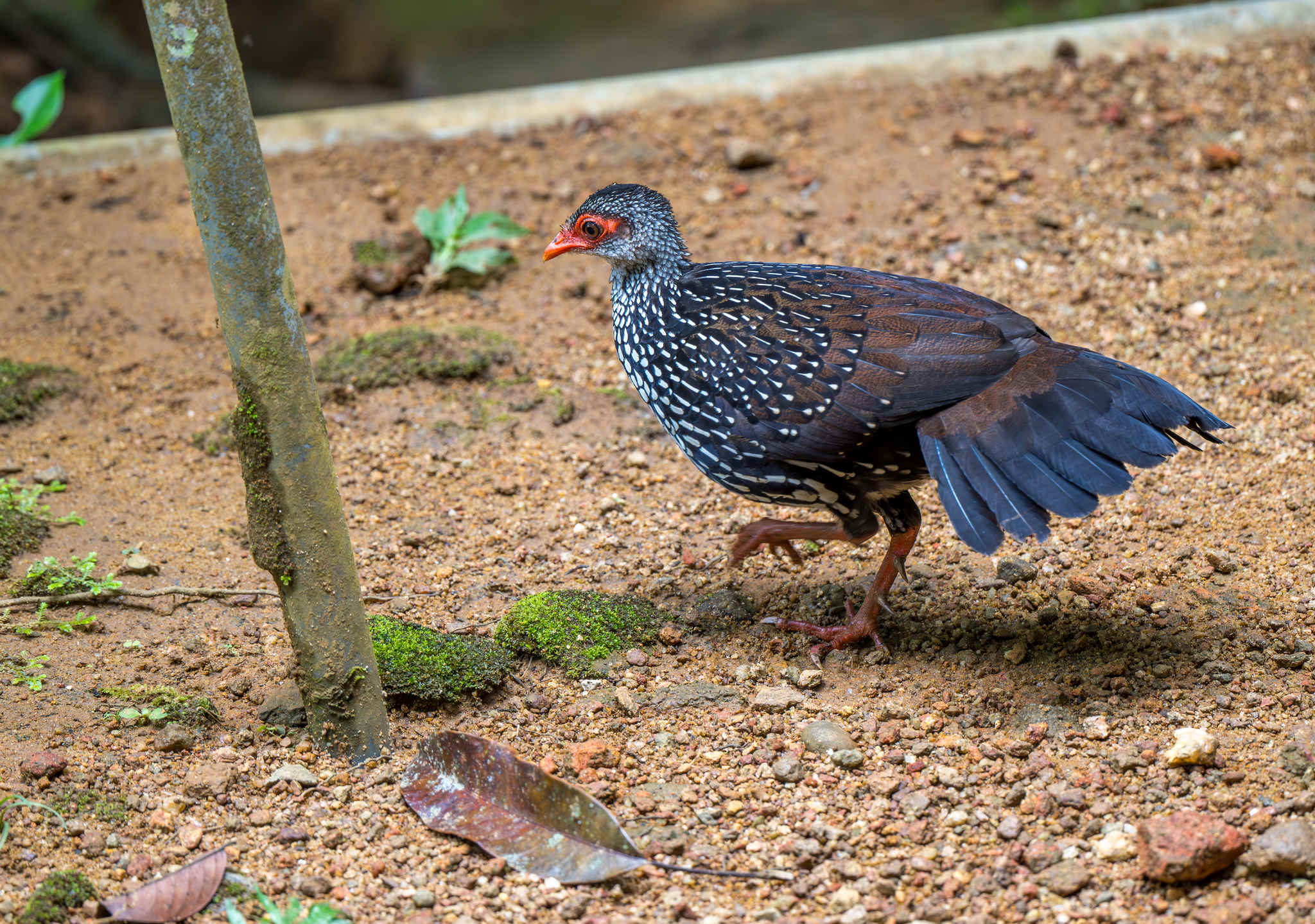 Species Spotlight: Sri Lanka Spurfowl - 10,000 Birds
