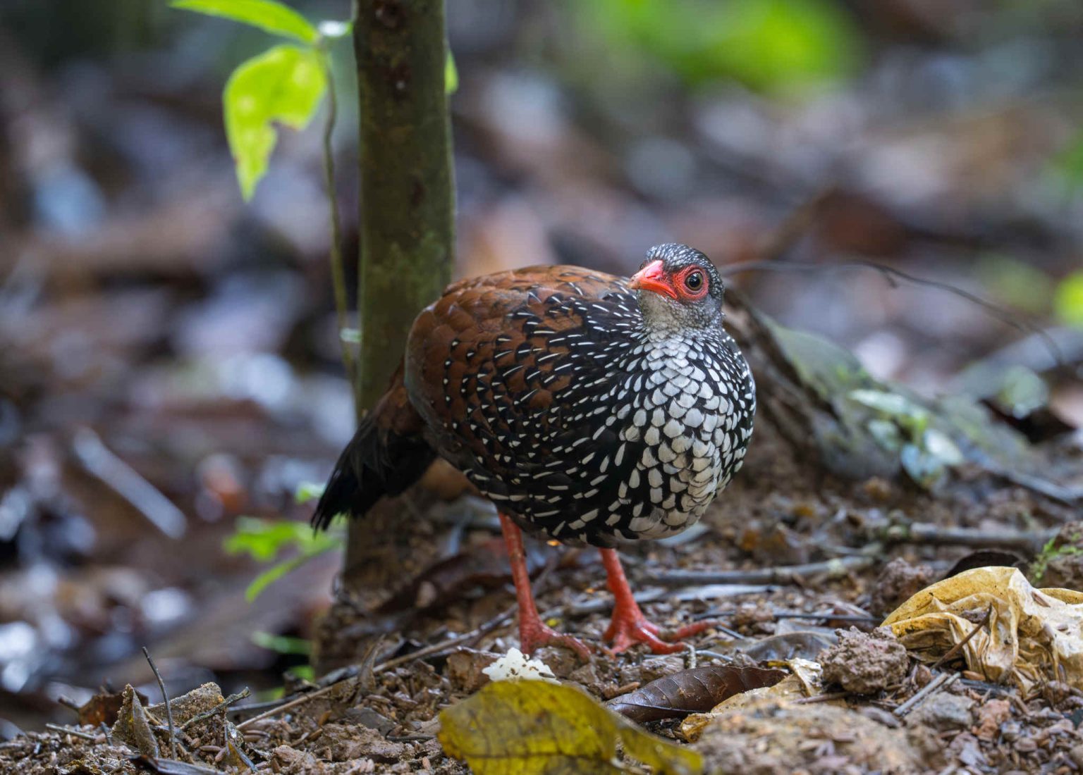 Species Spotlight: Sri Lanka Spurfowl - 10,000 Birds