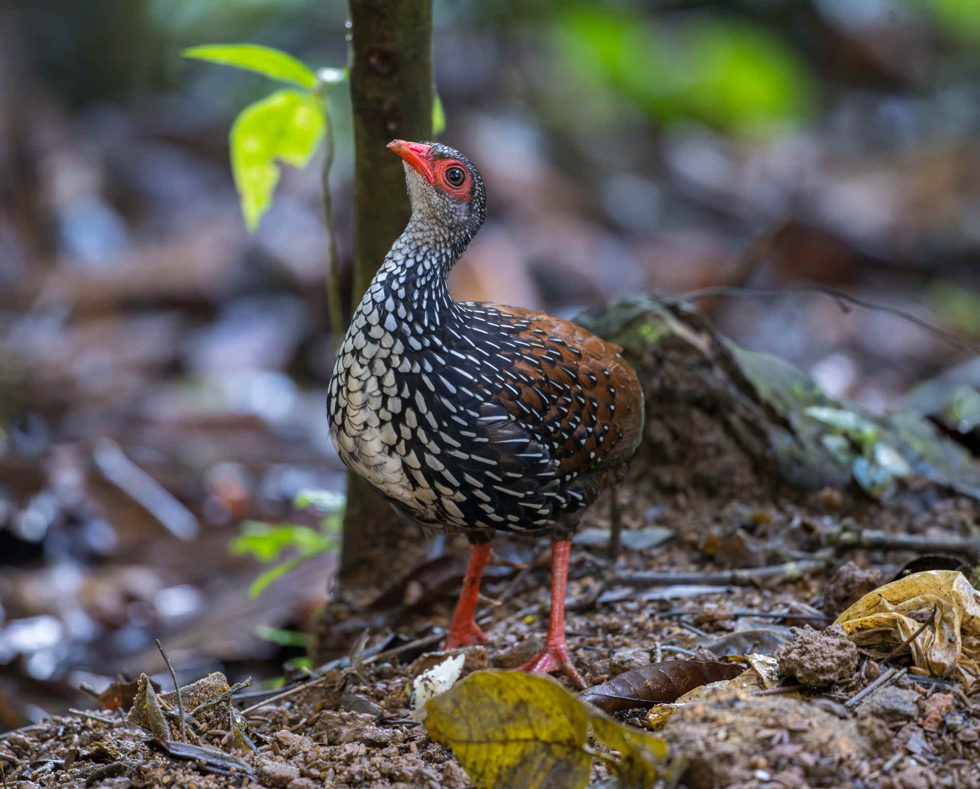 Species Spotlight: Sri Lanka Spurfowl - 10,000 Birds