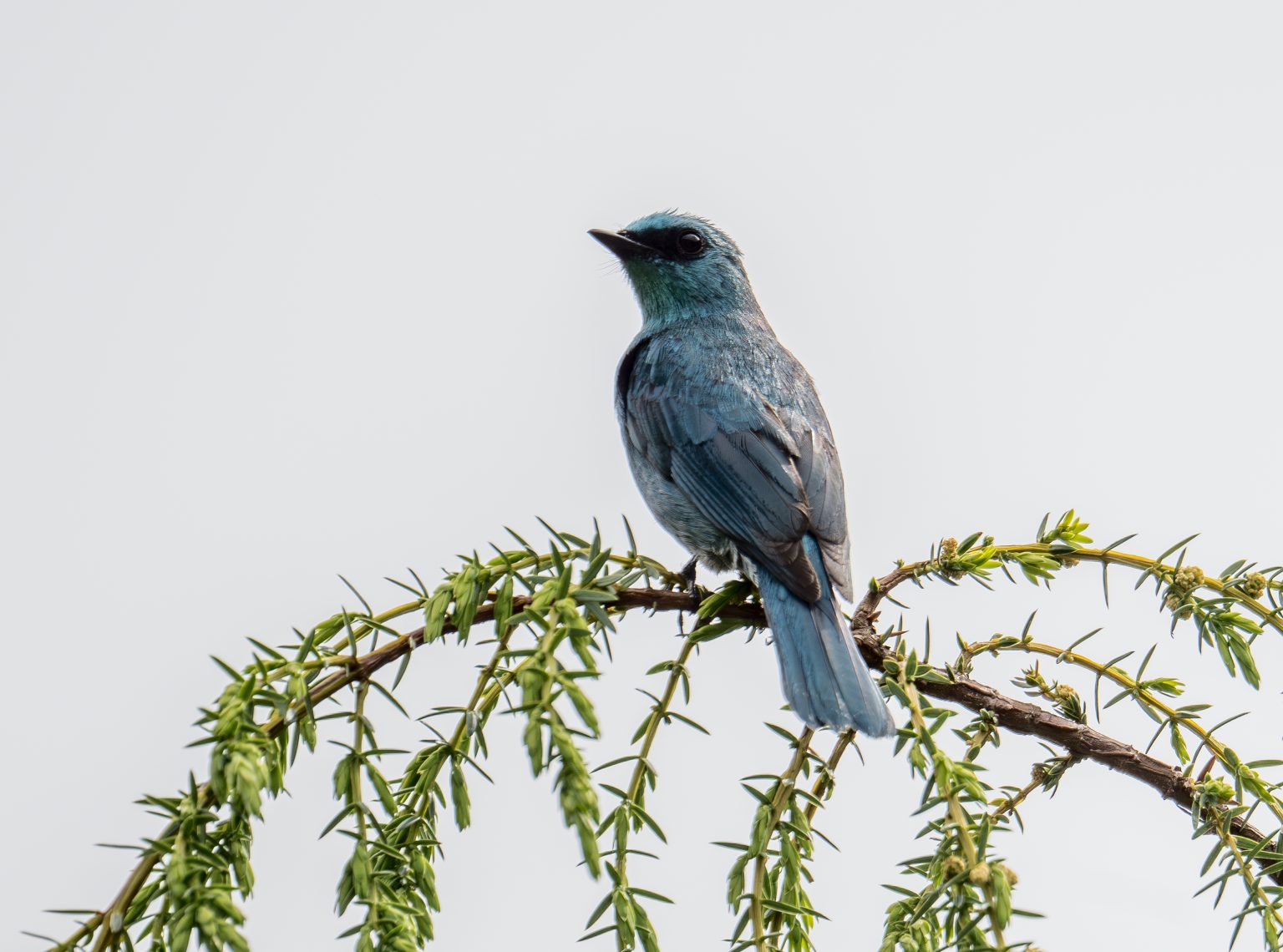 Birding Kangding and Wenchuan, Sichuan, China - 10,000 Birds