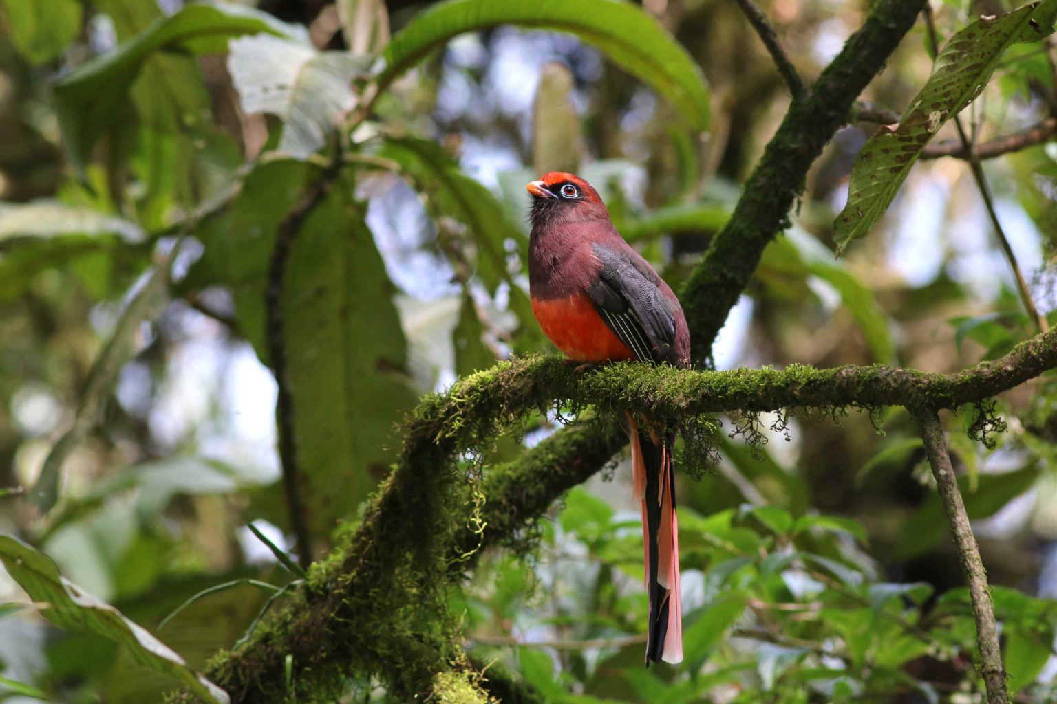 Bird Guides of the World: Rofikul Islam, India - 10,000 Birds