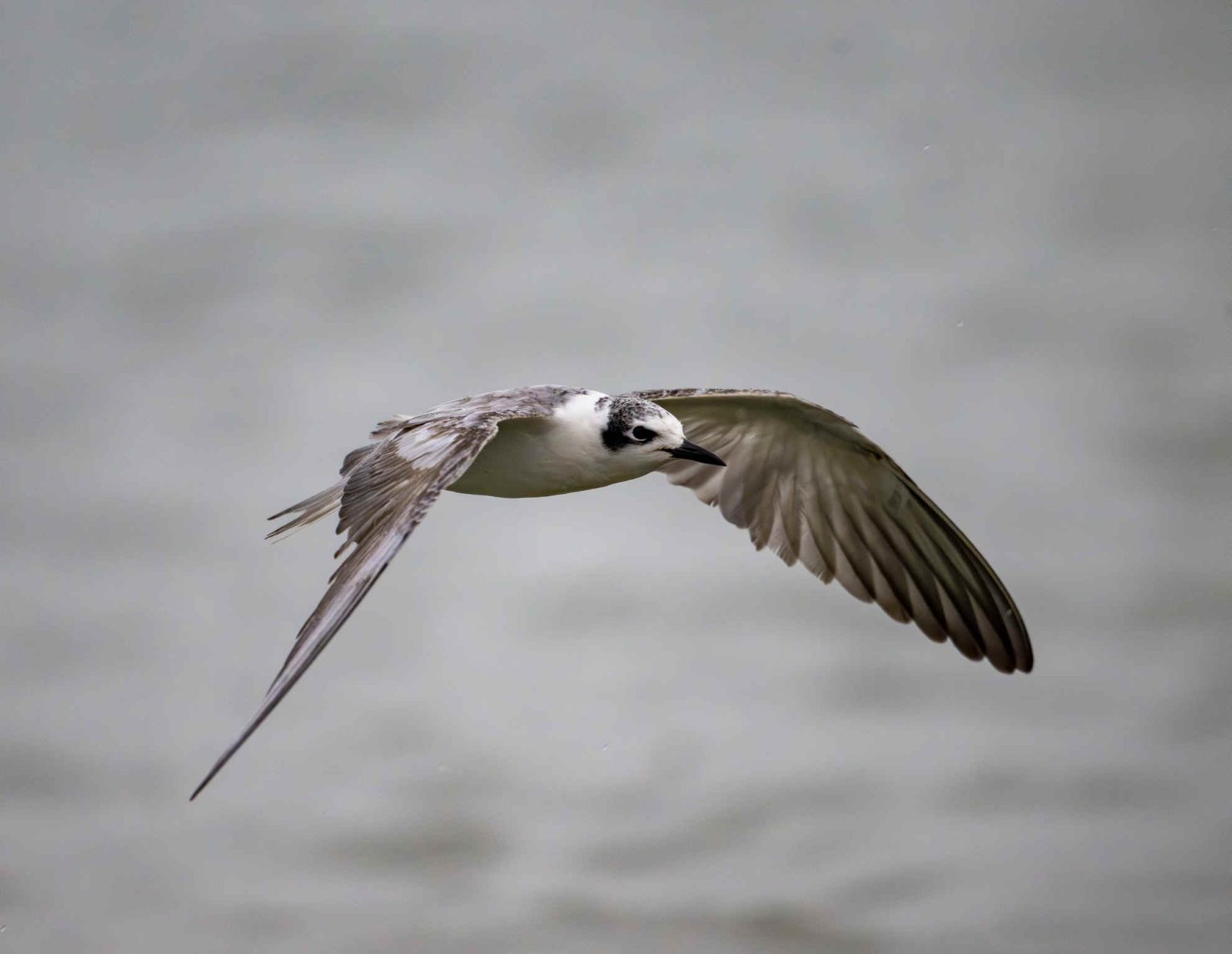 Three Photos: Tern Tern Tern (Lame Byrds Joke) - 10,000 Birds
