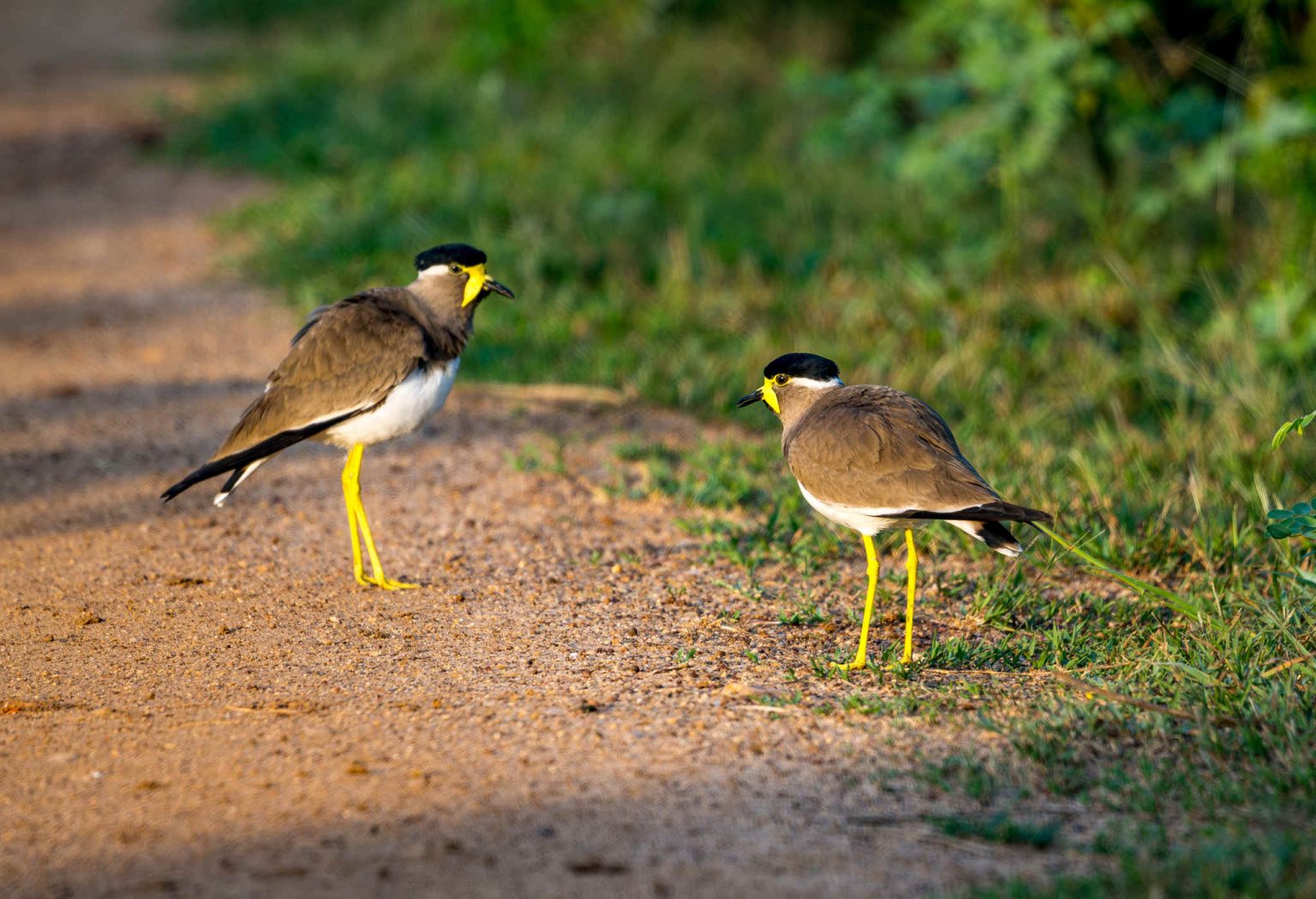 Birding Bundala NP, Sri Lanka - 10,000 Birds