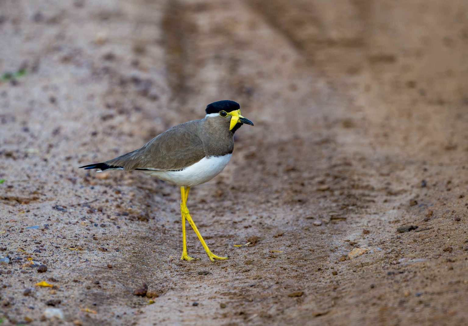Birding Bundala NP, Sri Lanka - 10,000 Birds