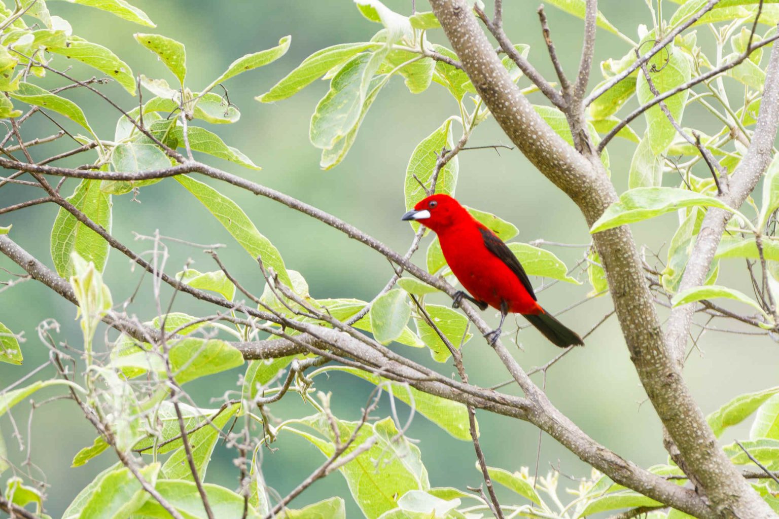 Bird Guides of the World: Francisco Falcon, Brazil - 10,000 Birds