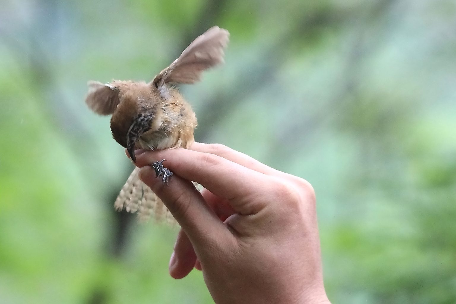 If You Walk with Wolves - 10,000 Birds