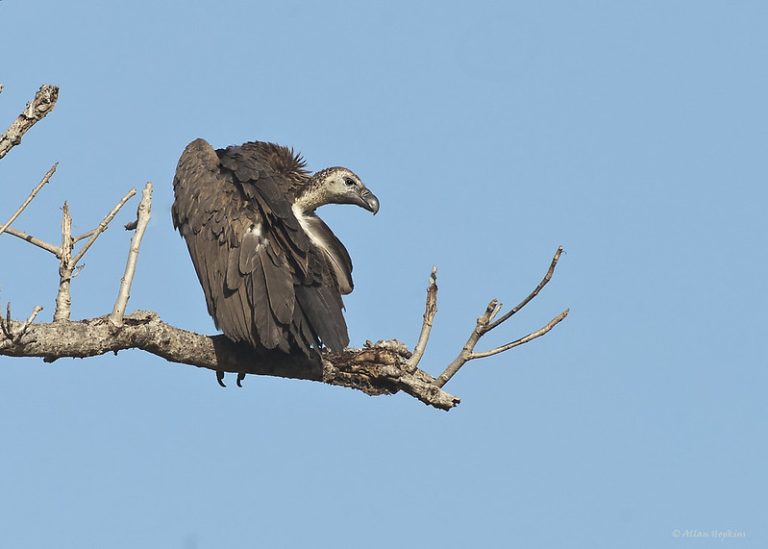 The Chemistry of Birds (3): Poisoned Vultures - 10,000 Birds
