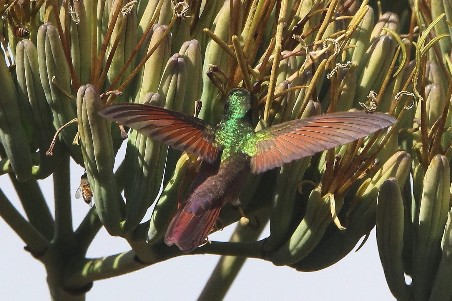 The Hummingbirds You Will See in Morelia, Mexico - 10,000 Birds