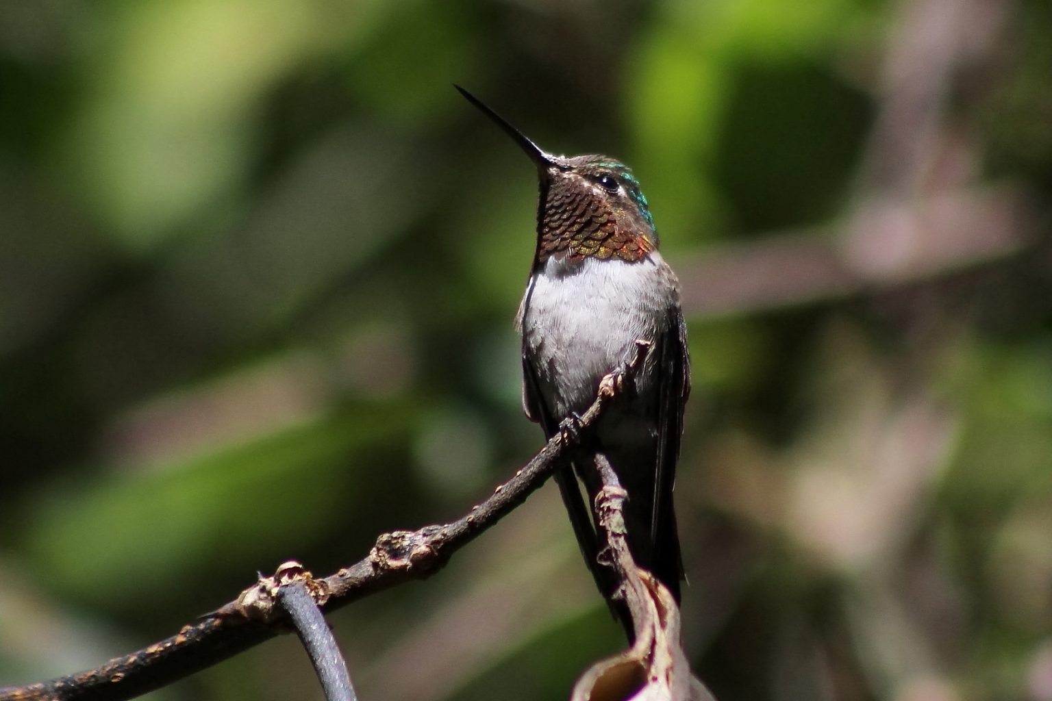 The Hummingbirds You Will See in Morelia, Mexico - 10,000 Birds
