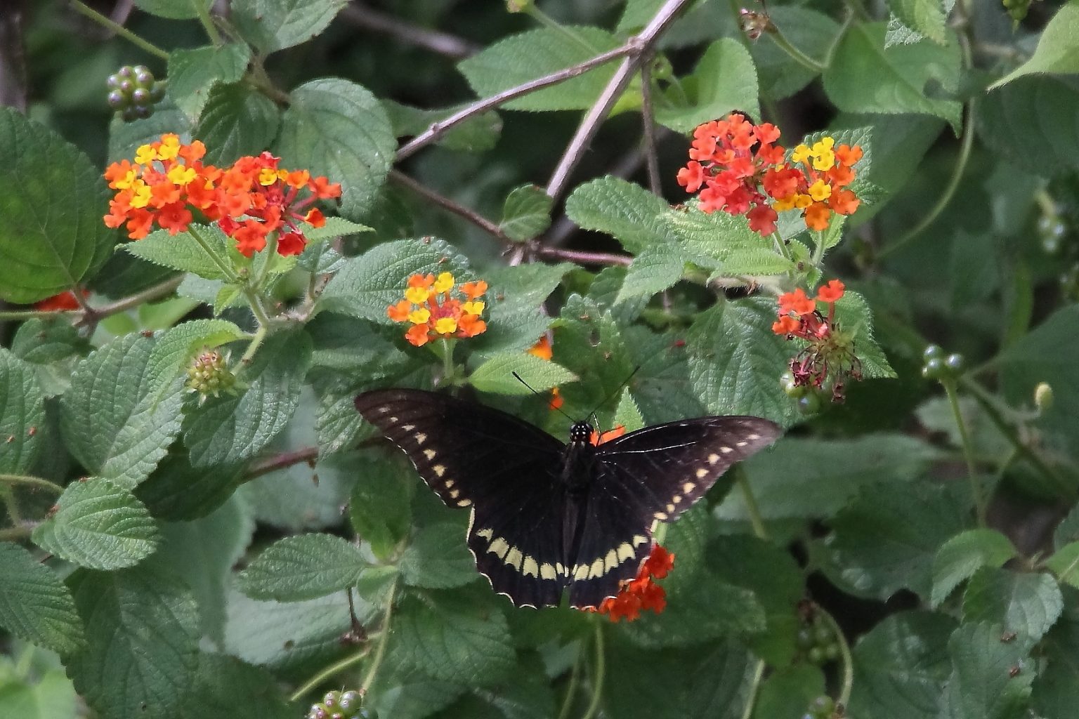 Old Friends - 10,000 Birds