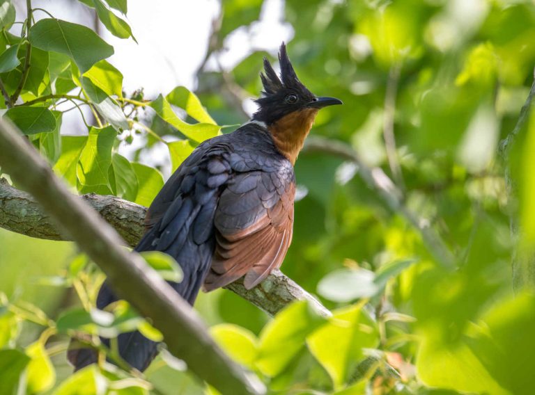 Species Spotlight: Chestnut-winged Cuckoo - 10,000 Birds
