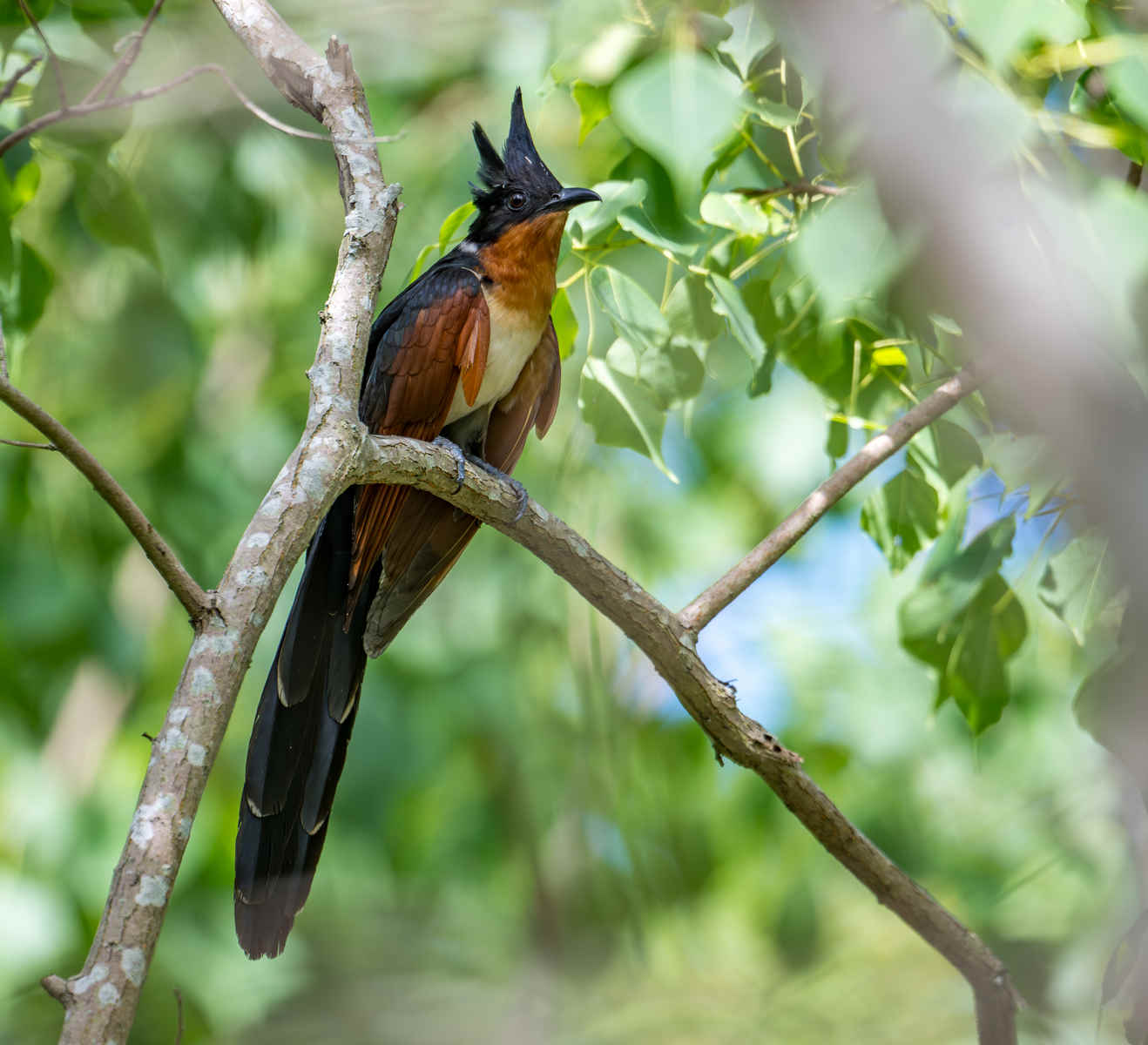 Species Spotlight: Chestnut-winged Cuckoo - 10,000 Birds