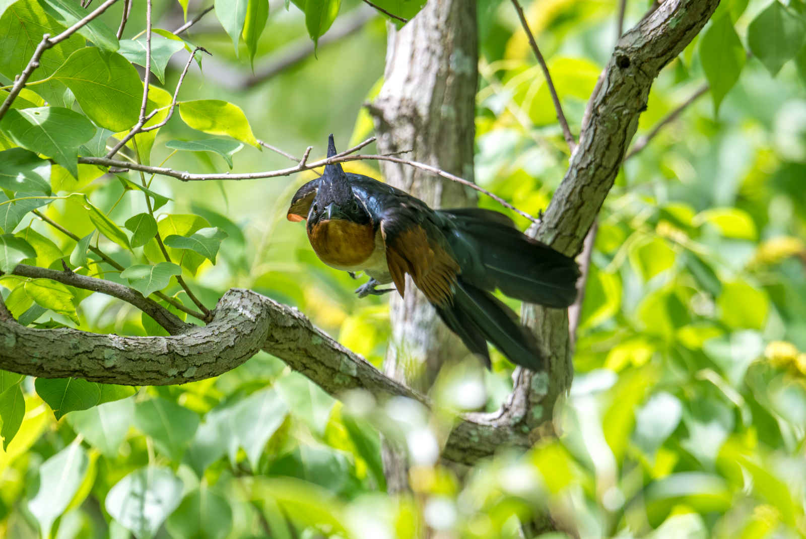 Species Spotlight: Chestnut-winged Cuckoo - 10,000 Birds