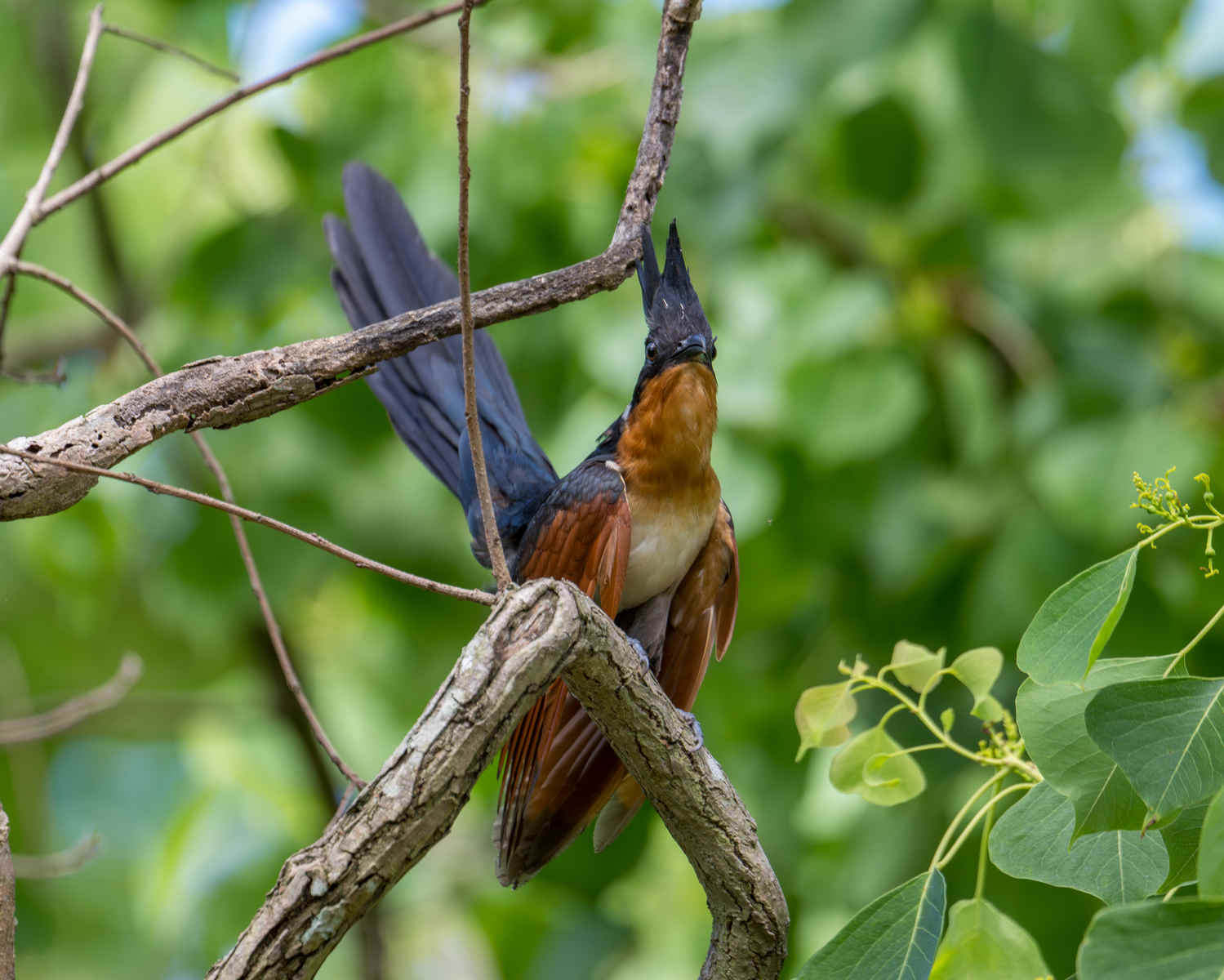 Species Spotlight: Chestnut-winged Cuckoo - 10,000 Birds