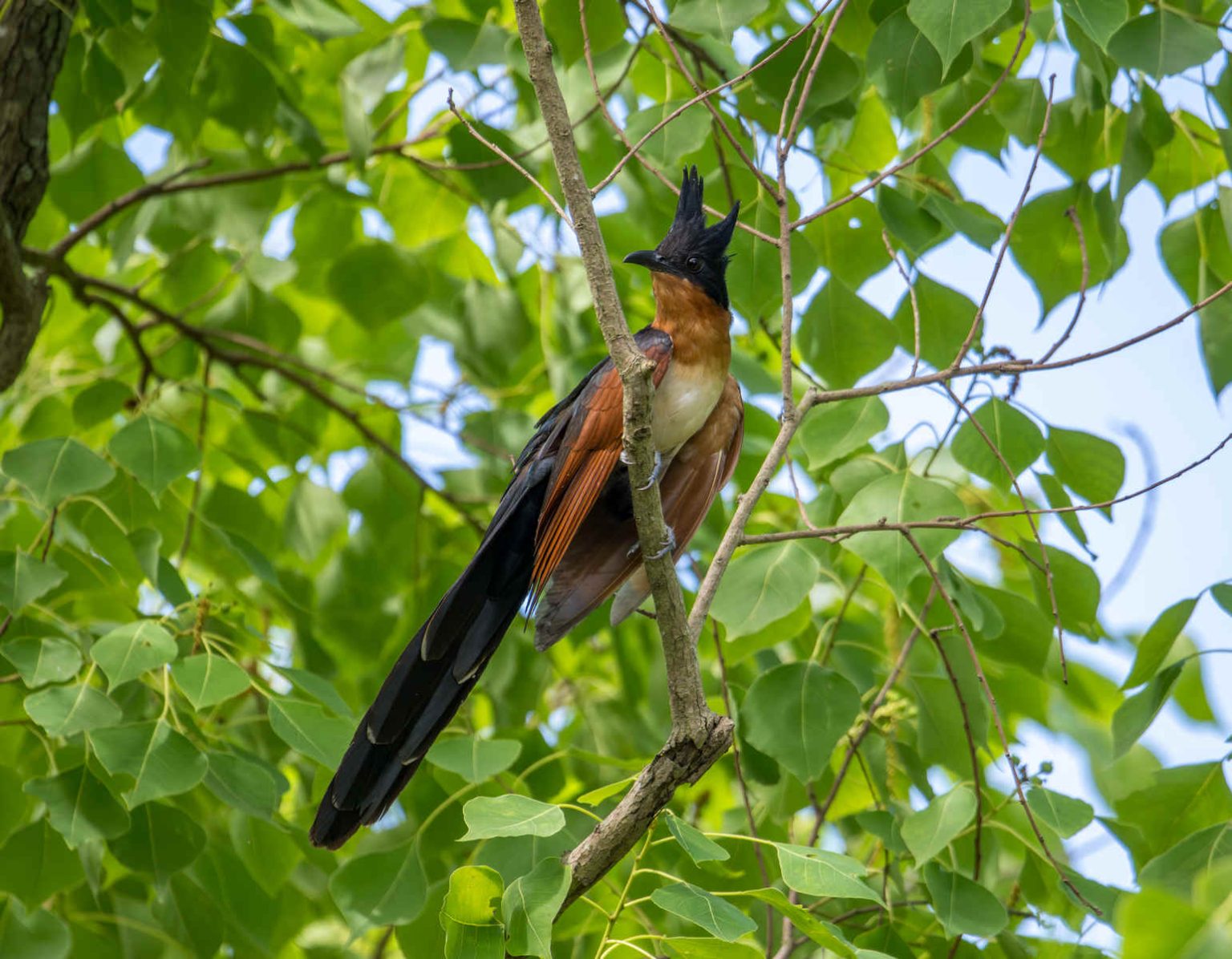 Species Spotlight: Chestnut-winged Cuckoo - 10,000 Birds