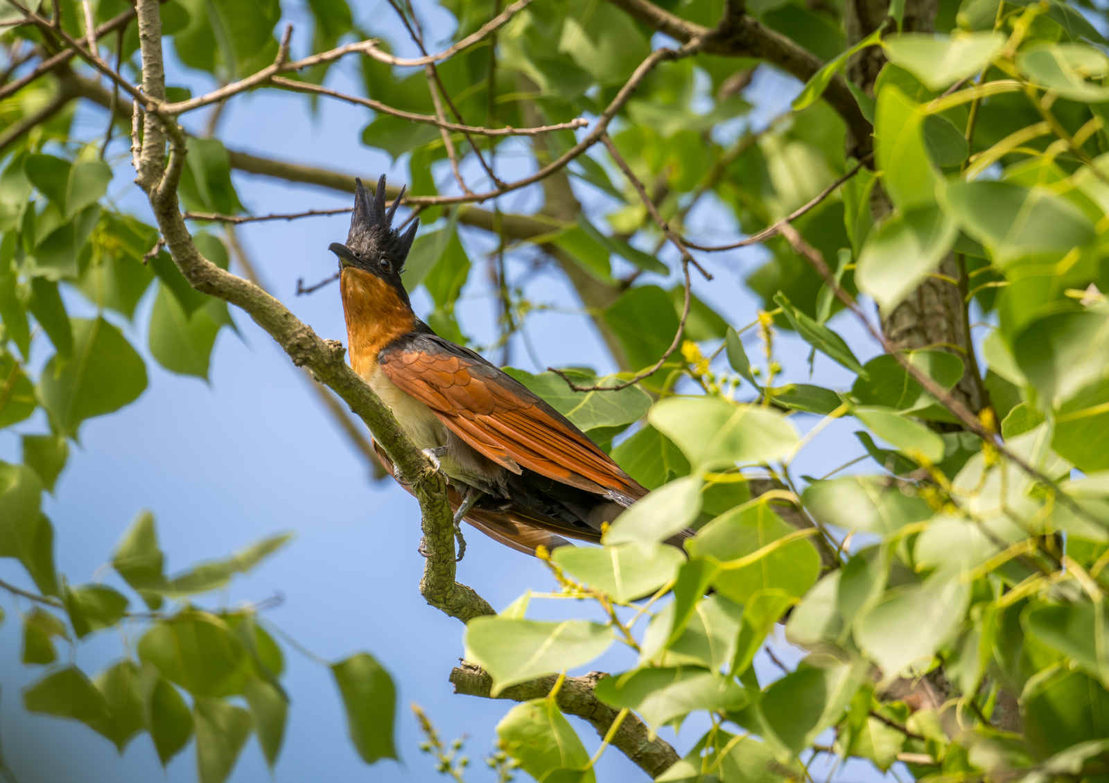 Species Spotlight: Chestnut-winged Cuckoo - 10,000 Birds