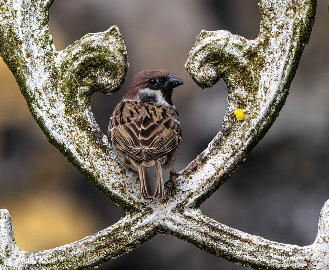 Three Photos: Bali - 10,000 Birds