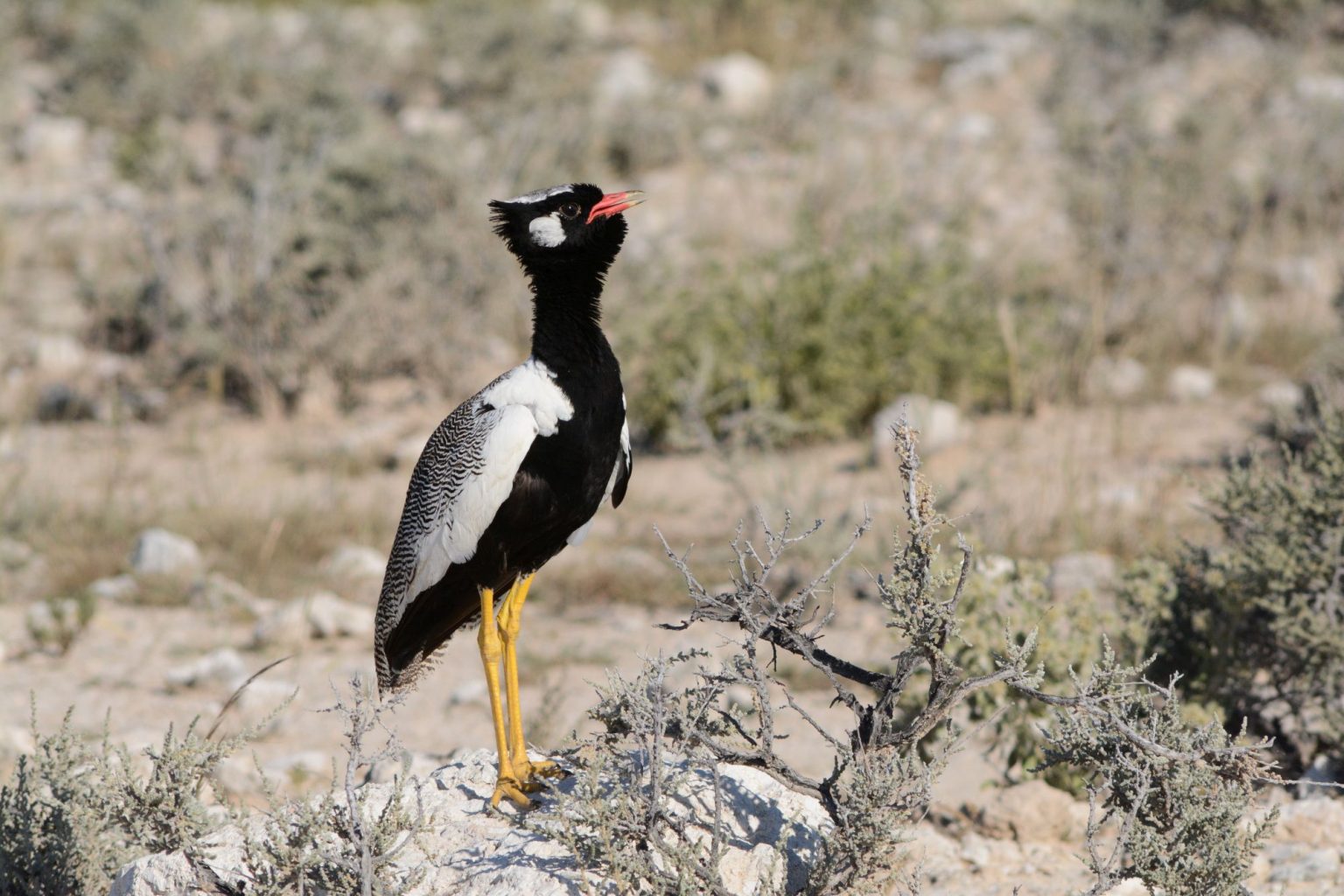 Birding Etosha National Park, Namibia - 10,000 Birds