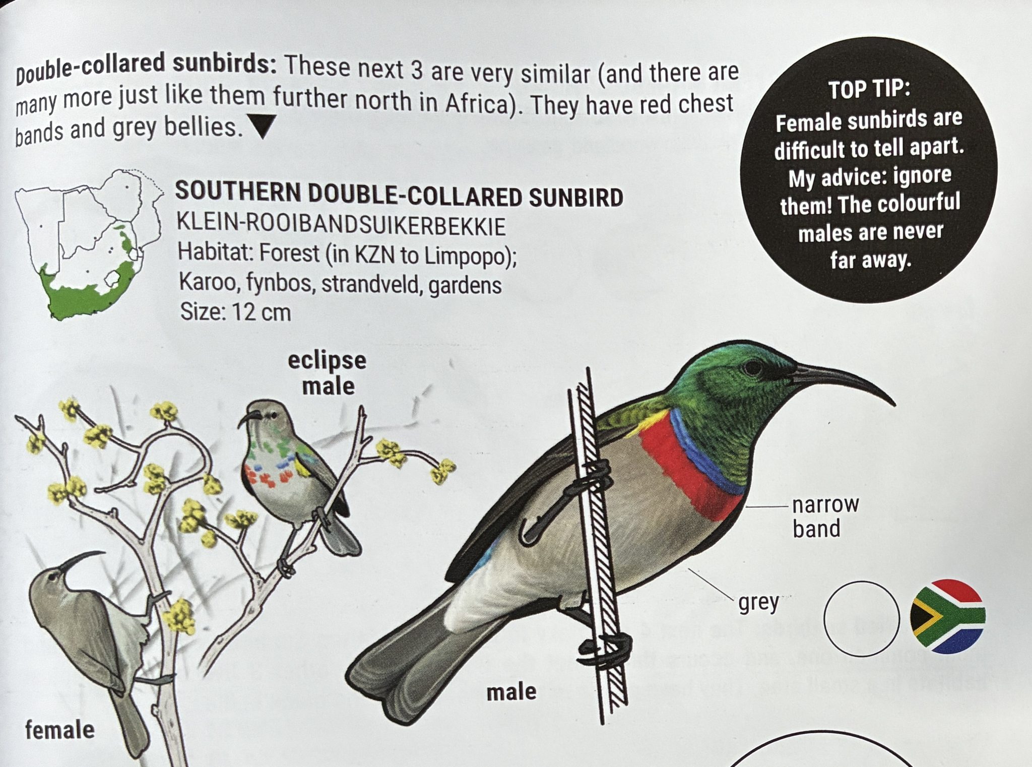 Faansie’s Bird Book 2: A KidLit Bird Book Review - 10,000 Birds
