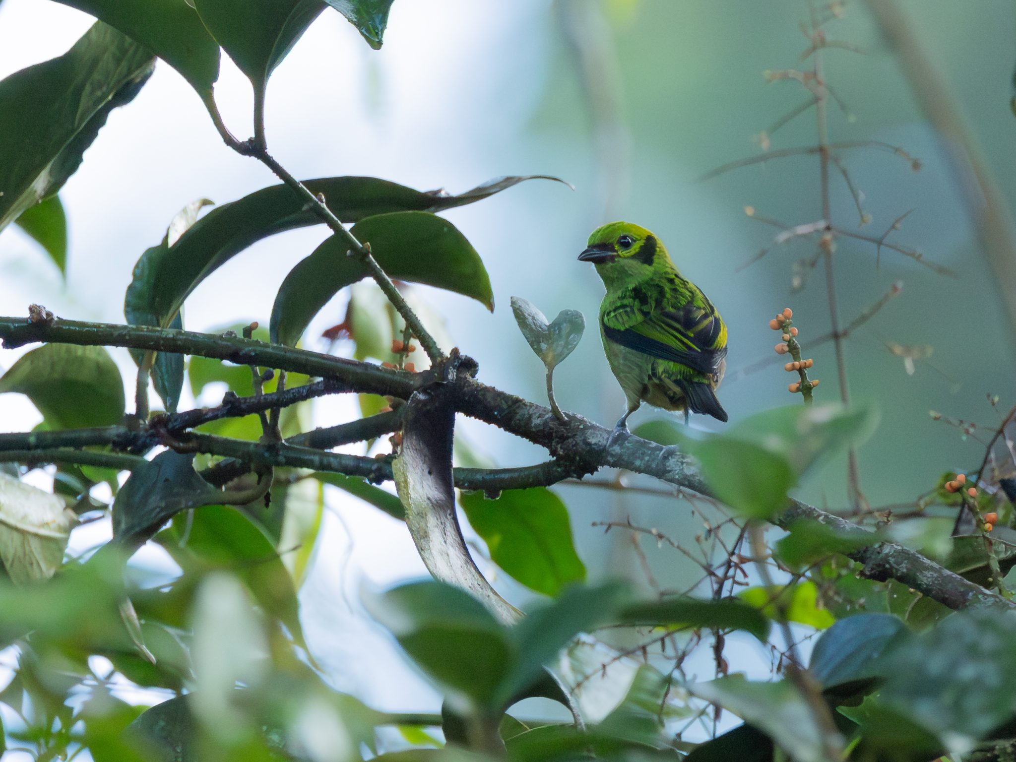 Rain, Birds, and Volcano Walls, My Day in El Valle, Panamá.