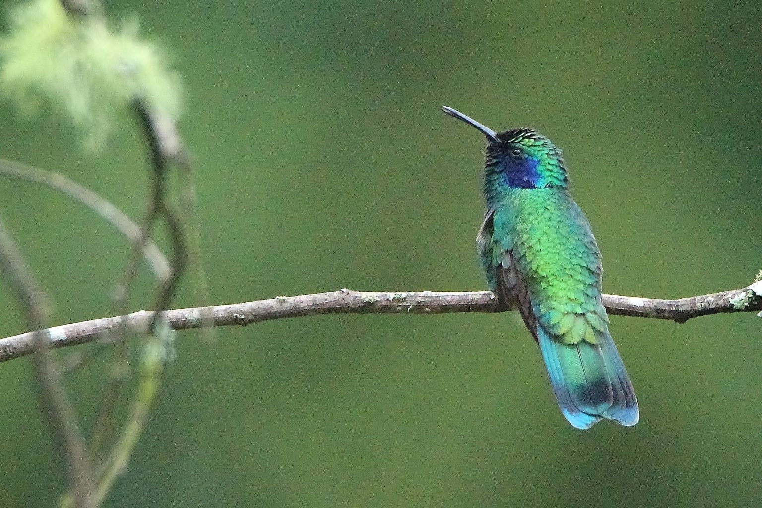 The Hummingbirds You Will See in Morelia, Mexico - 10,000 Birds