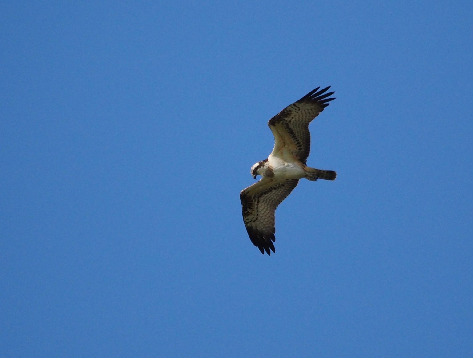 England’s Ospreys on the up - 10,000 Birds