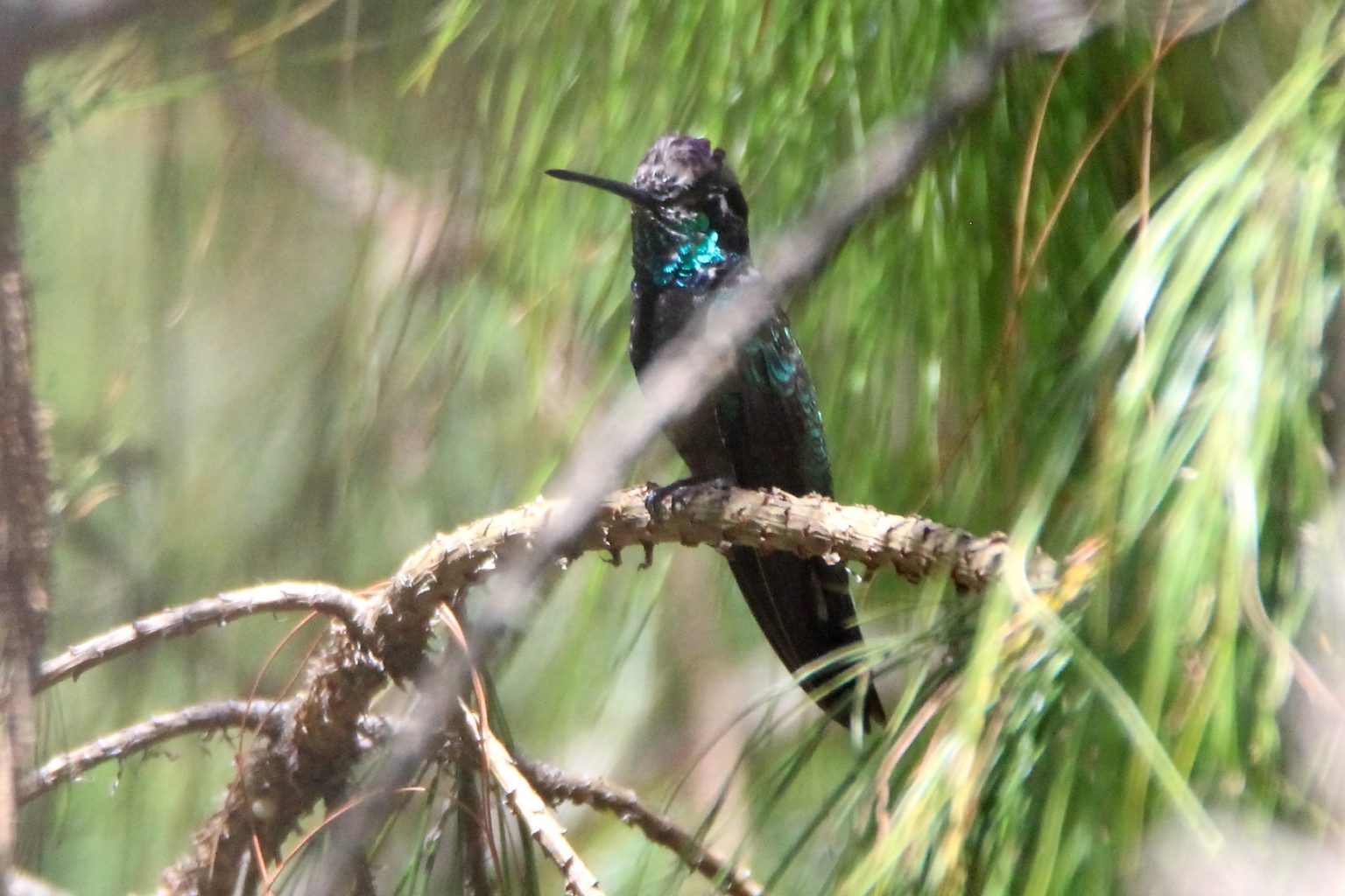 The Hummingbirds You Will See in Morelia, Mexico - 10,000 Birds