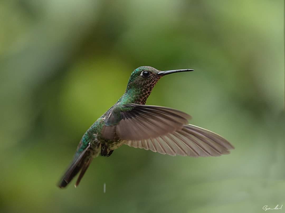 Birding Lodges of the World: Sadiri Lodge, Bolivia - 10,000 Birds