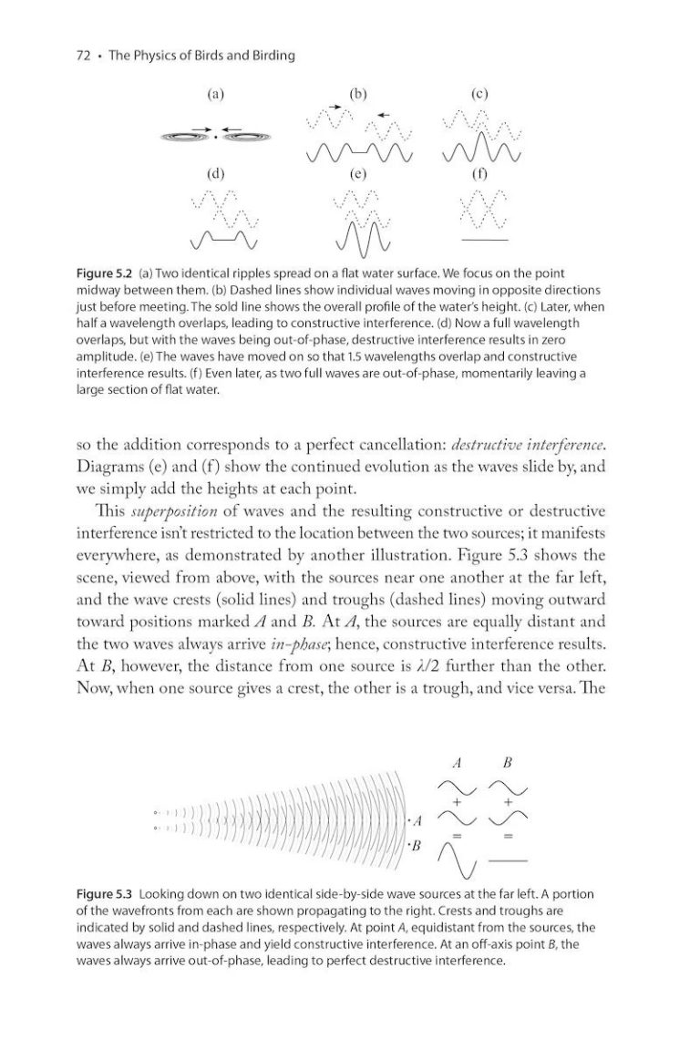 The Physics of Birds and Birding: A Book Review - 10,000 Birds