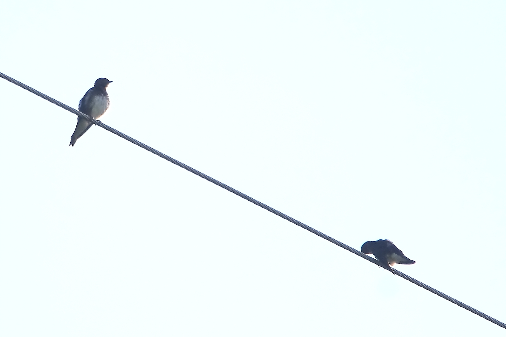 Old Friends - 10,000 Birds