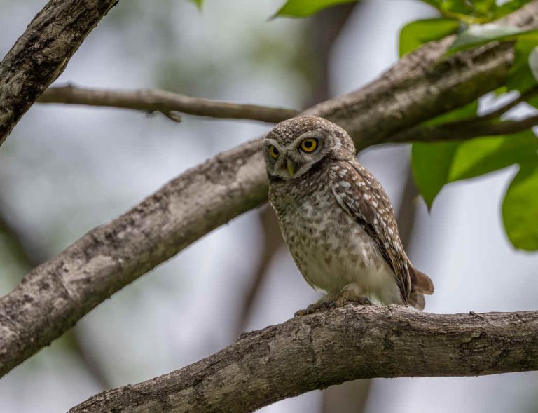 Species Spotlight: Spotted Owlet - 10,000 Birds