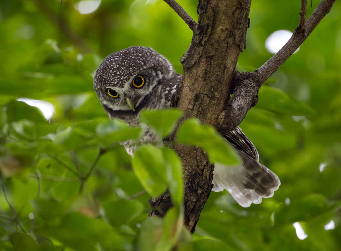 Species Spotlight: Spotted Owlet - 10,000 Birds