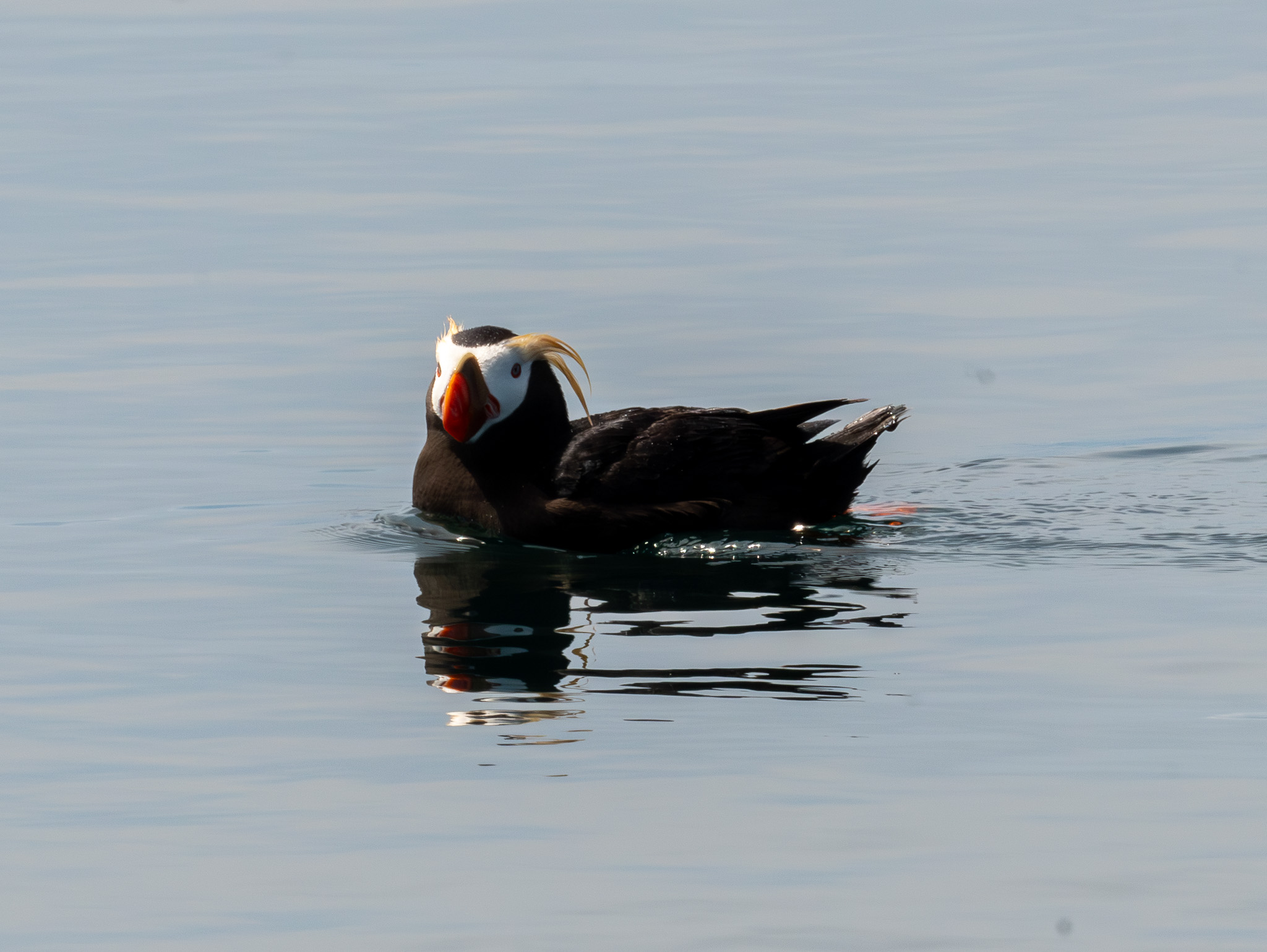 Puffin Cruise on the Salish Sea - 10,000 Birds