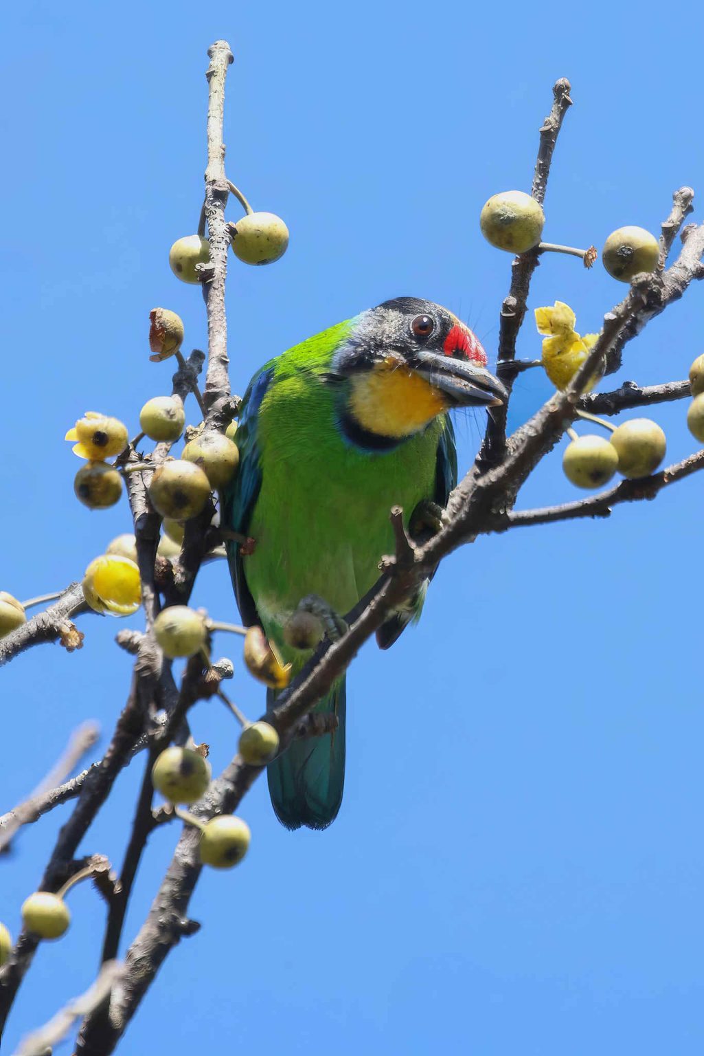 Bird Guides Of The World: Phan Thanh, Vietnam - 10,000 Birds