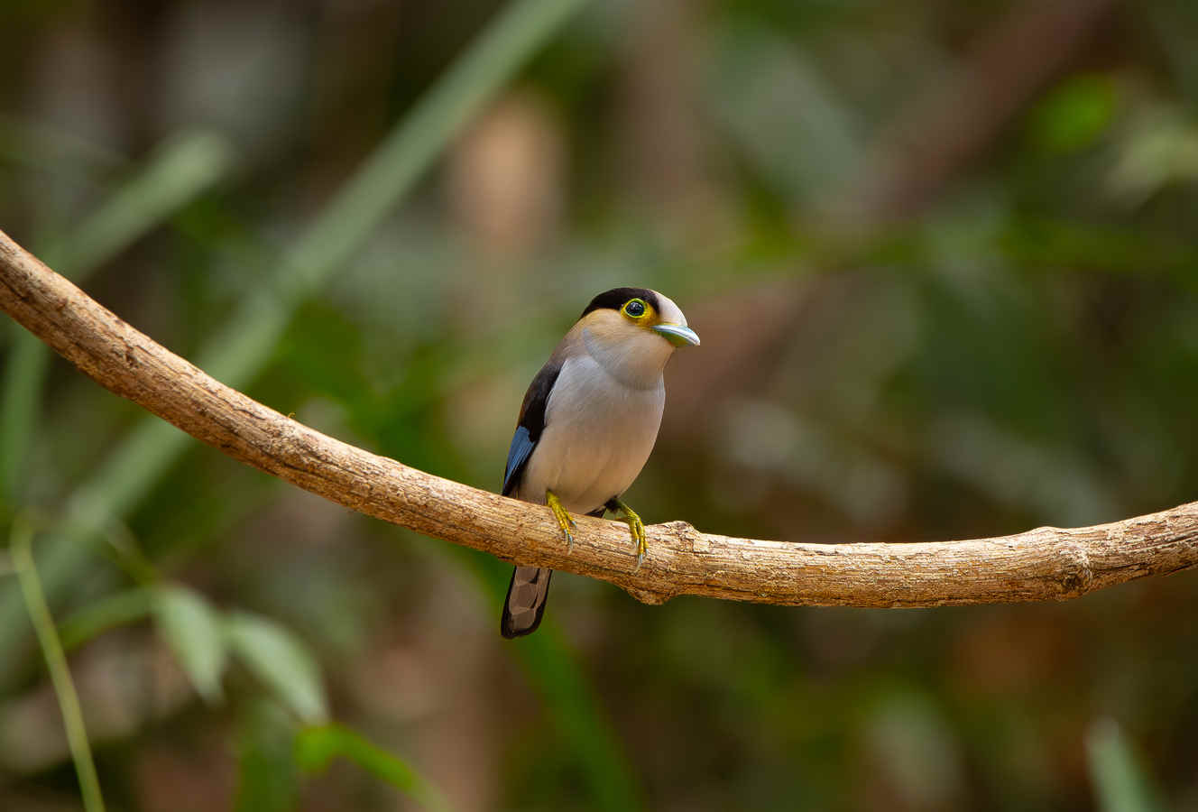 Bird Guides Of The World: Phan Thanh, Vietnam - 10,000 Birds