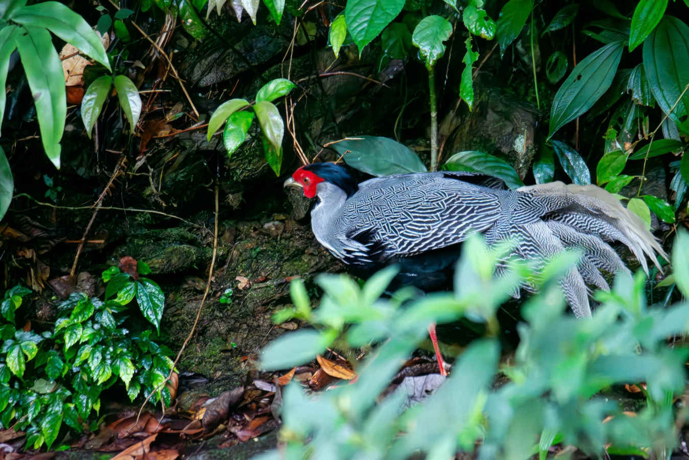 Bird Guides Of The World: Phan Thanh, Vietnam - 10,000 Birds