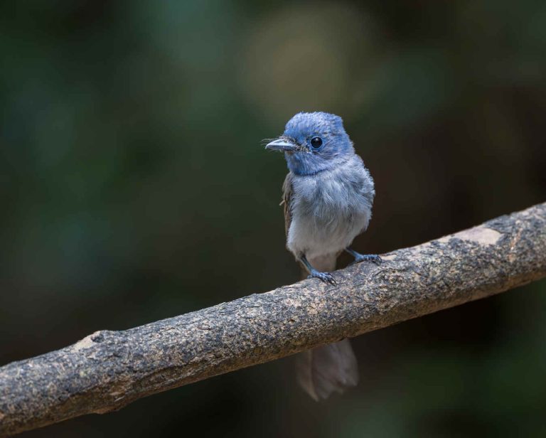 Species Spotlight: Black-naped Monarch - 10,000 Birds