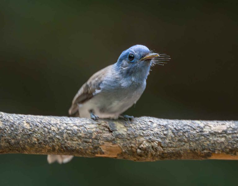 Species Spotlight: Black-naped Monarch - 10,000 Birds