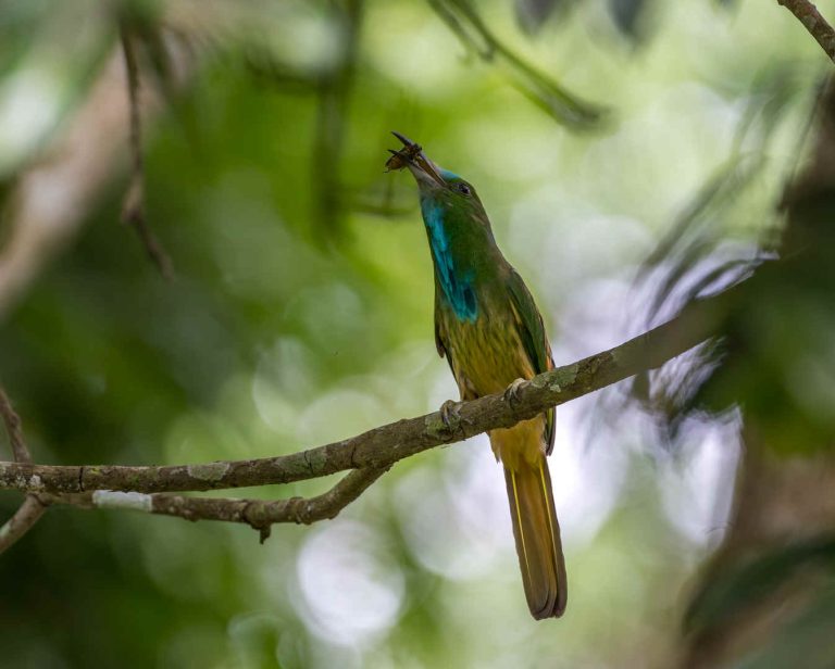 Species Spotlight: Bearded Bee-eater - 10,000 Birds
