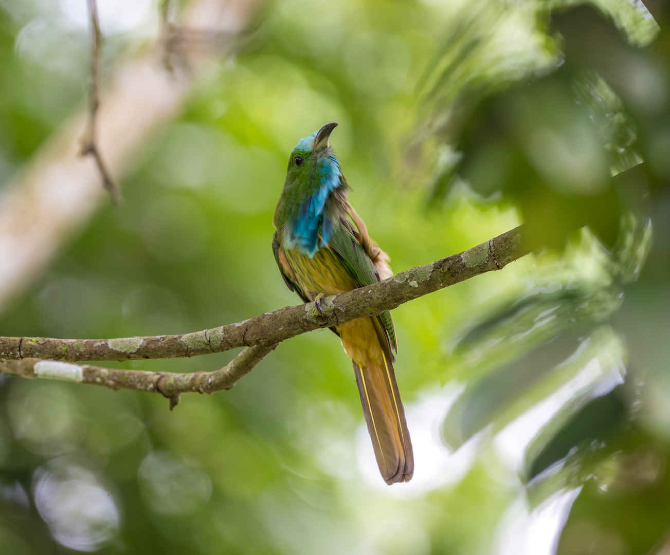 Species Spotlight: Bearded Bee-eater - 10,000 Birds