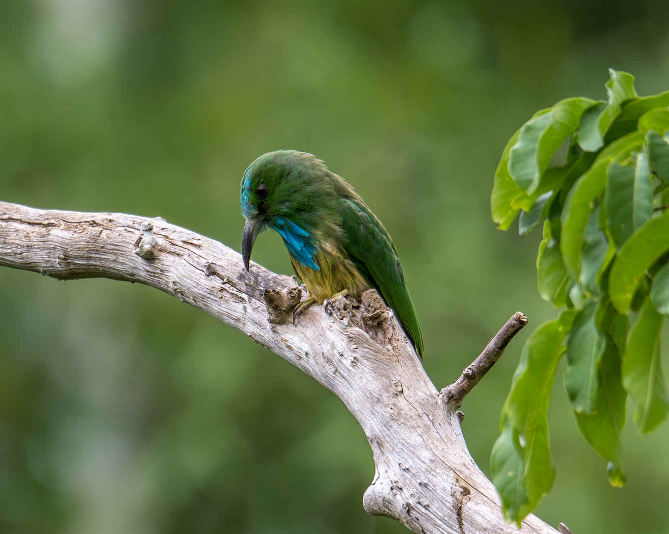 Species Spotlight: Bearded Bee-eater - 10,000 Birds