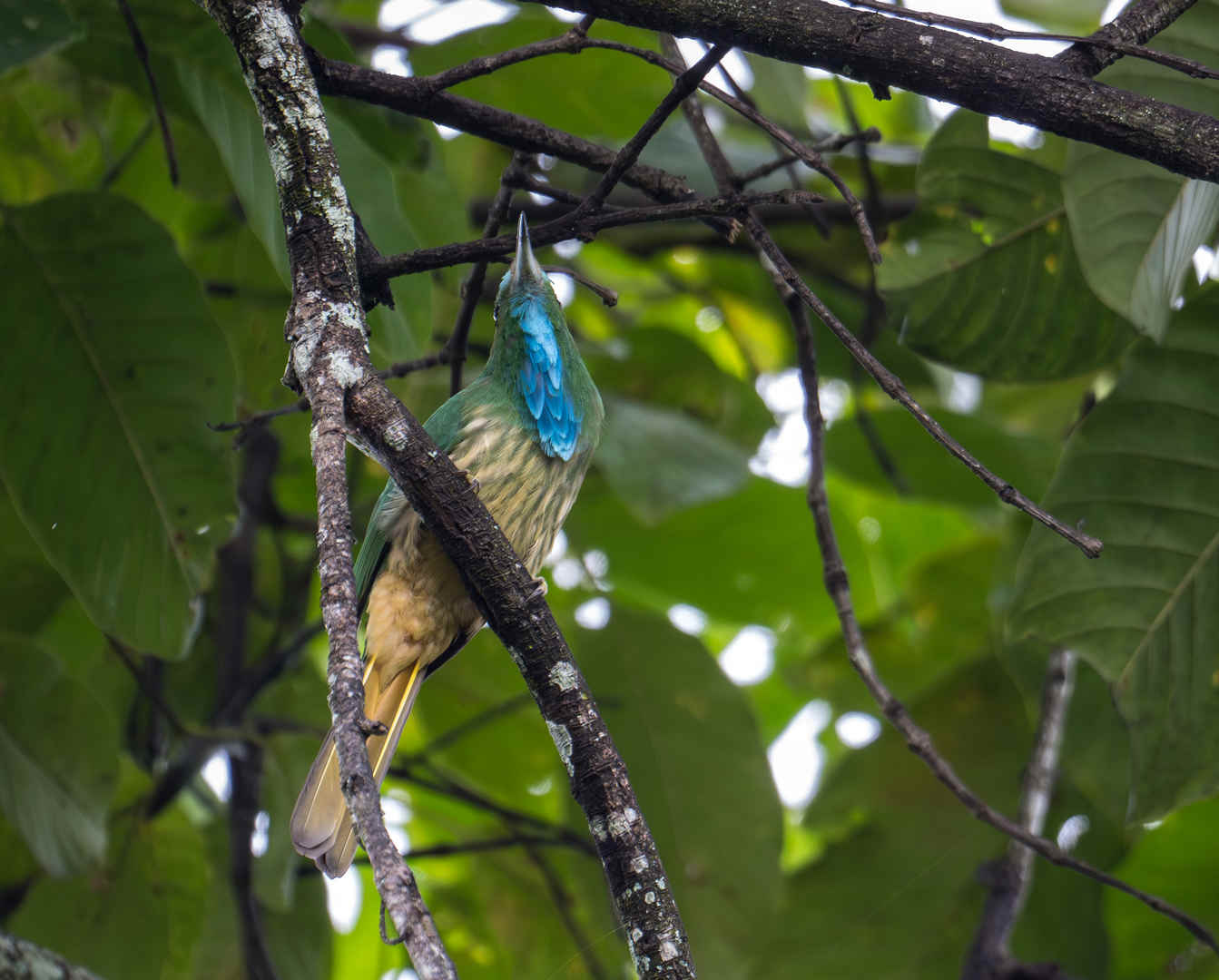 Species Spotlight: Bearded Bee-eater - 10,000 Birds