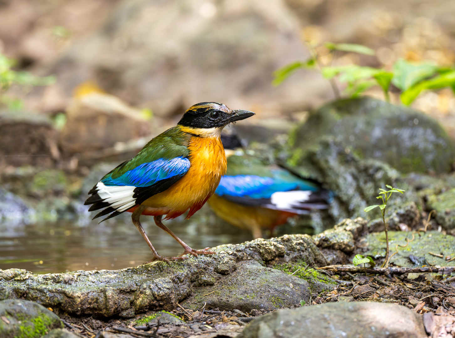 Species Spotlight: Blue-winged Pitta - 10,000 Birds